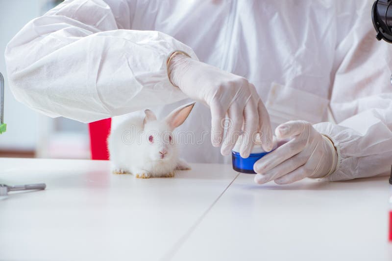 The White Rabbit in Scientific Lab Experiment Stock Image - Image of ...