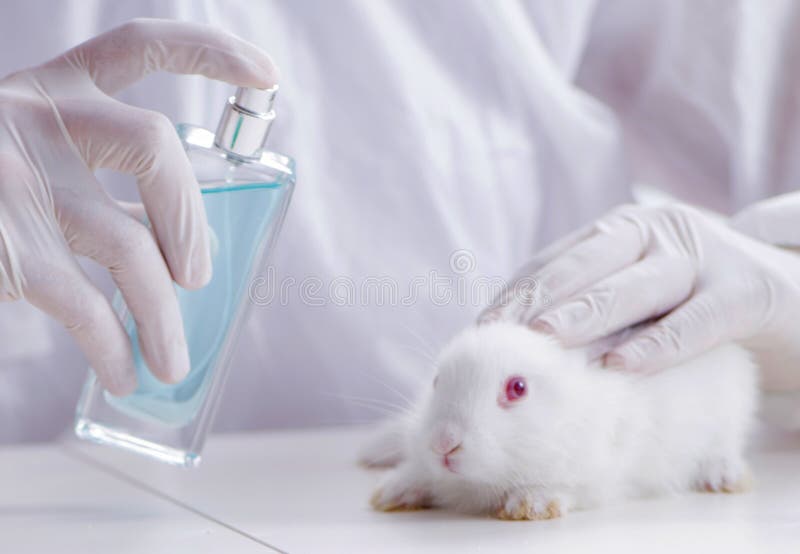 White Rabbit in Scientific Lab Experiment Stock Photo - Image of clinic ...
