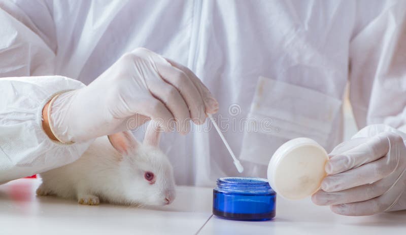 White Rabbit in Scientific Lab Experiment Stock Photo - Image of animal ...