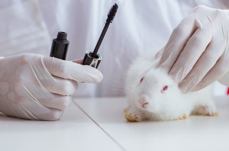 White Rabbit in Scientific Lab Experiment Stock Photo - Image of rights ...