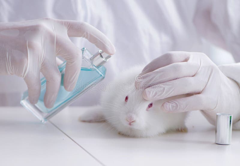 The White Rabbit In Scientific Lab Experiment Stock Photo - Image of ...