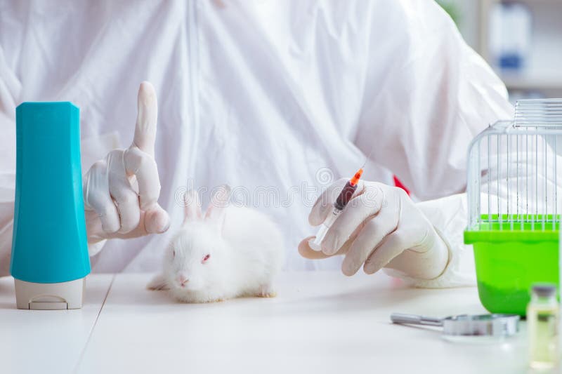 White Rabbit in Scientific Lab Experiment Stock Photo - Image of ...