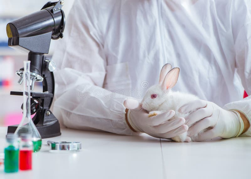 White Rabbit in Scientific Lab Experiment Stock Image - Image of ...