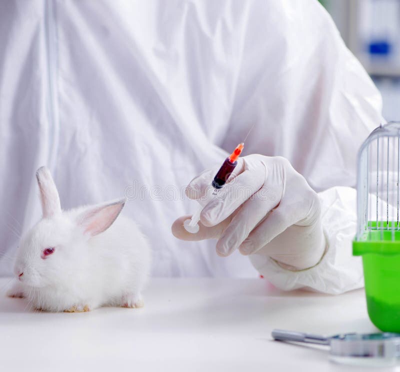 White Rabbit in Scientific Lab Experiment Stock Image - Image of ...