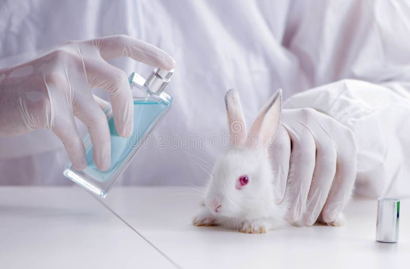 White Rabbit in Scientific Lab Experiment Stock Photo - Image of ...