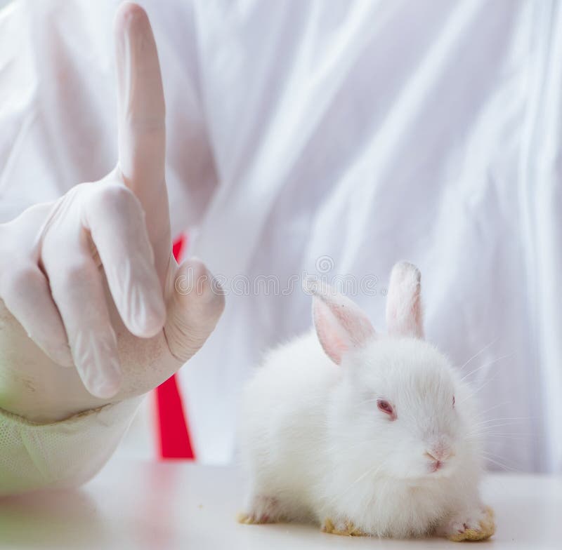 White Rabbit in Scientific Lab Experiment Stock Photo - Image of clinic ...