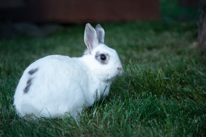 A White Rabbit with Several Dark Spots is Sitting on the Green Grass ...