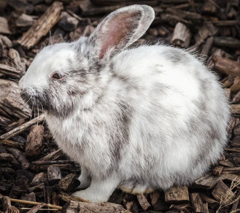 White rabbit stock image. Image of adorable, view, rabbit - 83999989