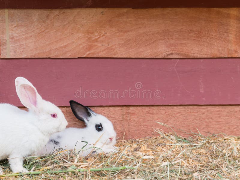 White Rabbit Sit at Wooden Cage Stock Image - Image of grass, look ...