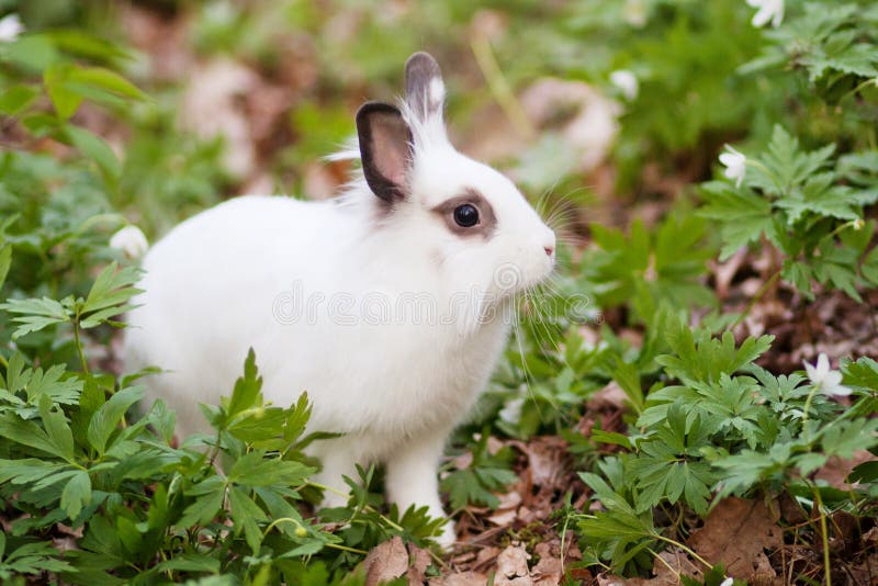 White Rabbit Siting in the Spring Forest. Easter Time Stock Photo ...