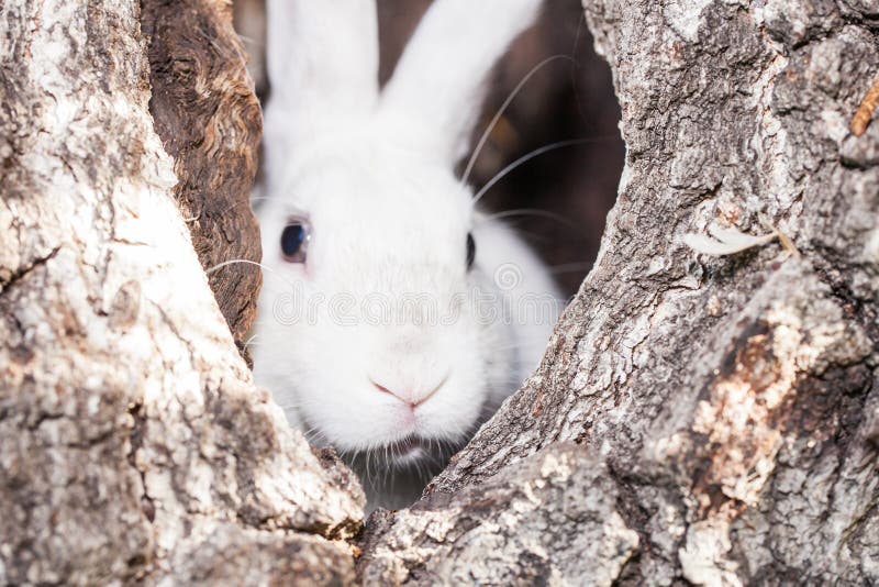 A White Rabbit Sits in a Hollow. a Hare is Hiding in a Tree Stock Photo ...