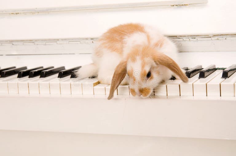 White Rabbit Sits on Piano Keys Stock Photo - Image of bunny, adorable ...