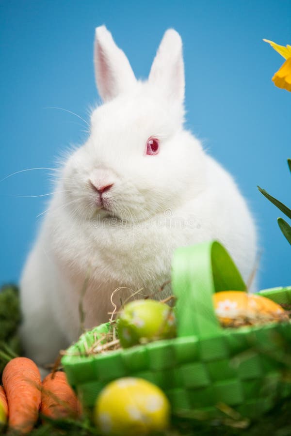 White Rabbit Sitting Behind Easter Eggs In Green Basket Stock Photo ...