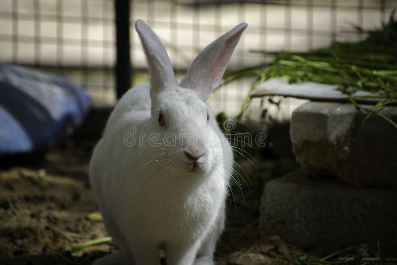FRONT VIEW of WHITE RABBIT in CAGE . Stock Image - Image of rodent ...