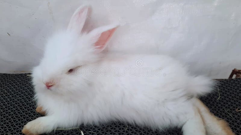 White Rabbit Sitting stock footage. Video of easter - 260555474