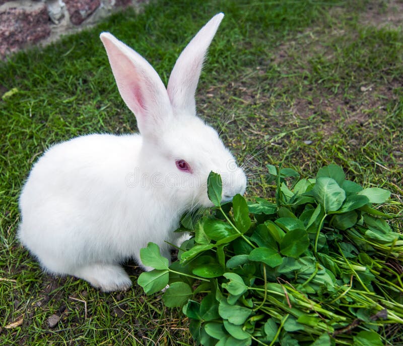 180 Cute Hopping White Bunny Spring Stock Photos - Free & Royalty-Free ...