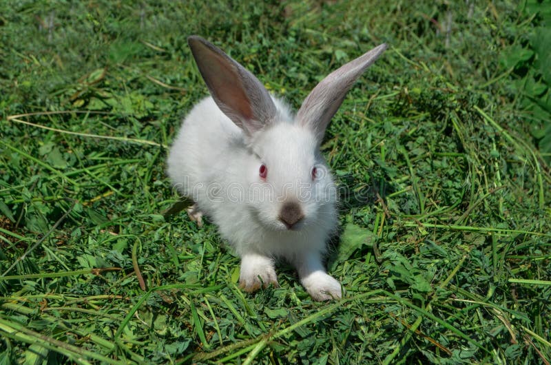 White Rabbit Sitting on Green Grass. White Rabbit Bunny Stock Image ...