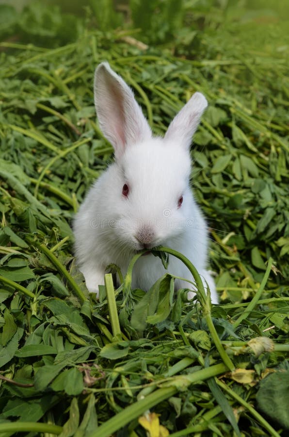 White Rabbit Sitting on Green Grass. White Cute Rabbit Stock Photo ...