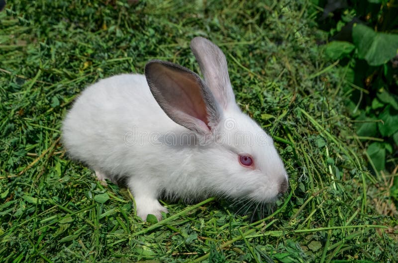 White Rabbit Sitting on Green Grass. Little Rabbit Stock Photo - Image ...