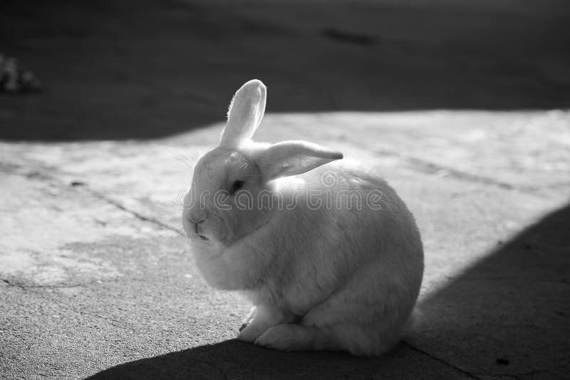 A White Rabbit Sitting on the Ground. Stock Photo - Image of brasil ...