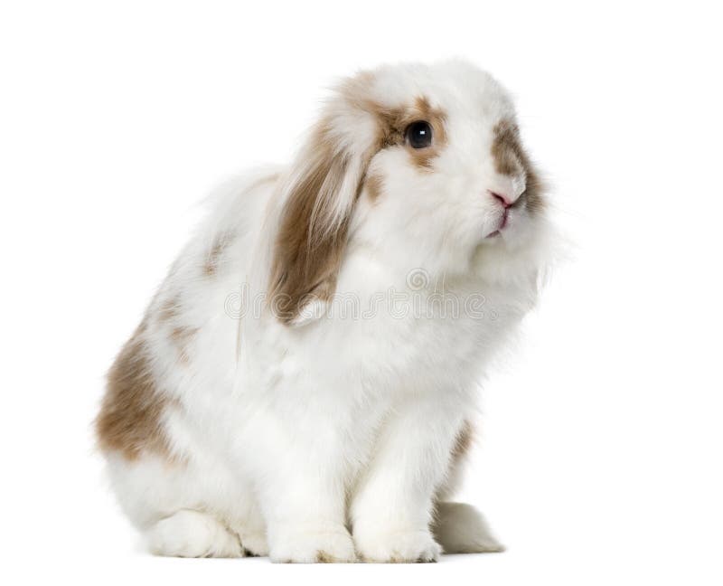 White rabbit sitting stock photo. Image of rabbit, brown - 176627698
