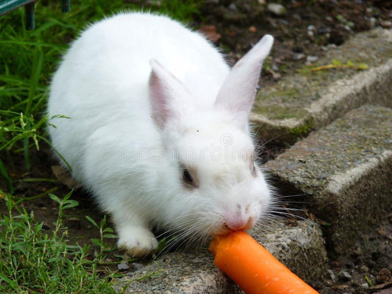 Rabbit with carrot stock image. Image of vegetable, rabbit - 143249593