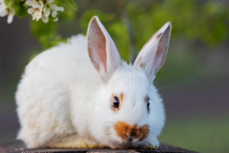 White Rabbit Sitting Under a Spring Tree Stock Photo - Image of baby ...