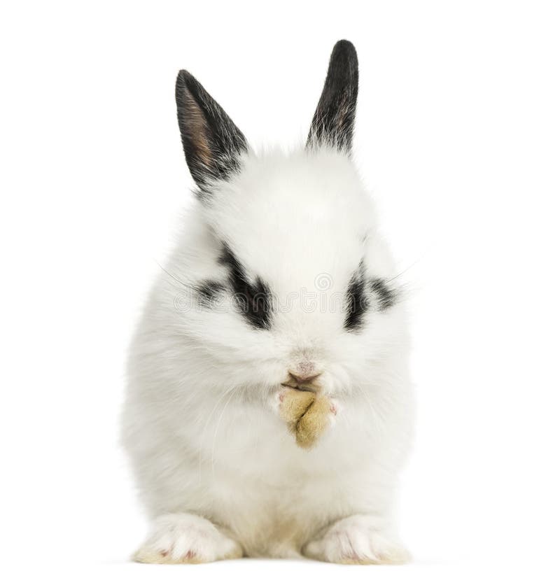 White Rabbit Sitting and Washing, Isolated Stock Image - Image of white ...