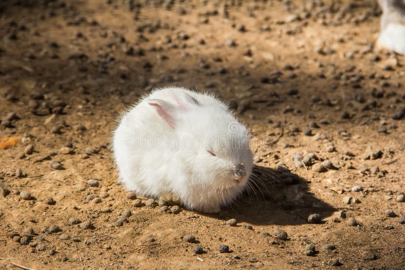 White rabbit sleep stock image. Image of cony, white - 89074365