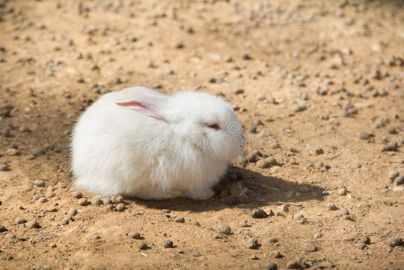 White rabbit sleep stock image. Image of cony, white - 89074365