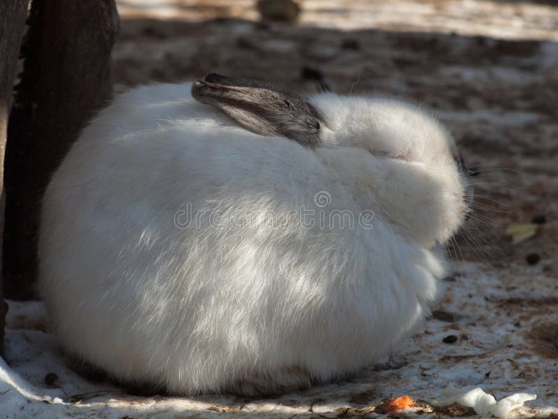 White Rabbit Sleeping on the Ground Stock Image - Image of dwarfish ...