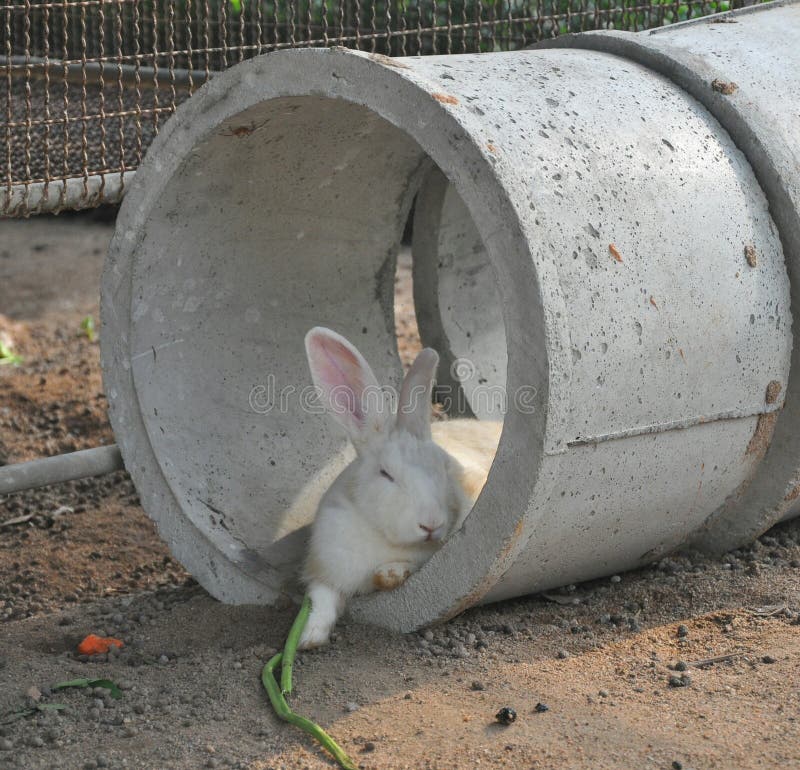 White Rabbit Sleeping in the Hole during Summer Day Stock Image - Image ...