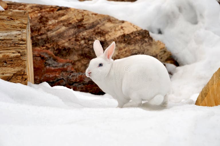 White Rabbit in the Snow stock image. Image of woodland - 16721383