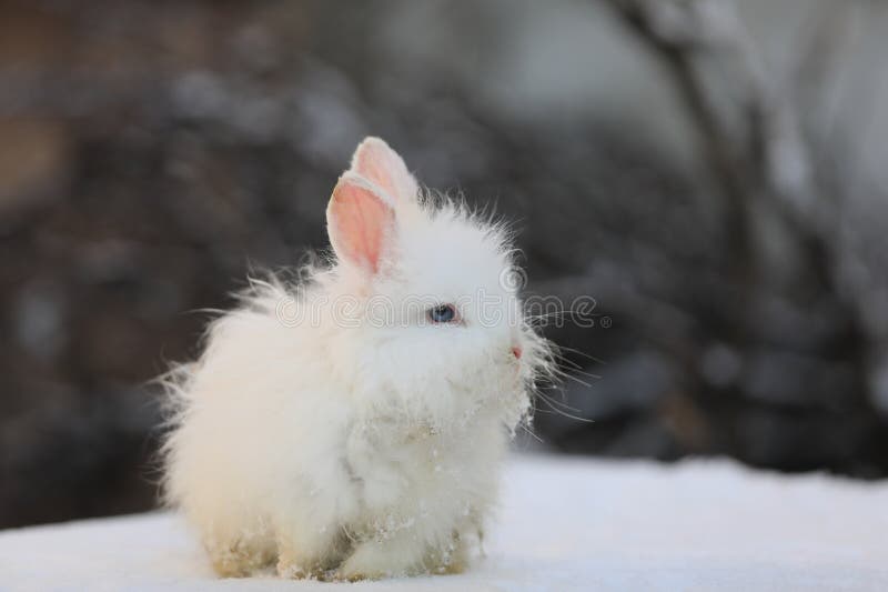 White rabbit in snow stock image. Image of closeup, sitting - 334865149