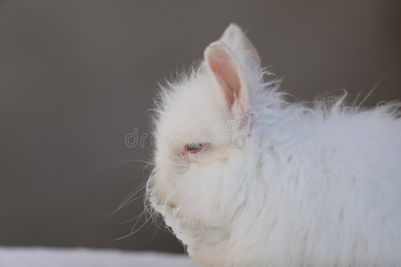 White rabbit in snow stock photo. Image of sitting, farm - 334866842