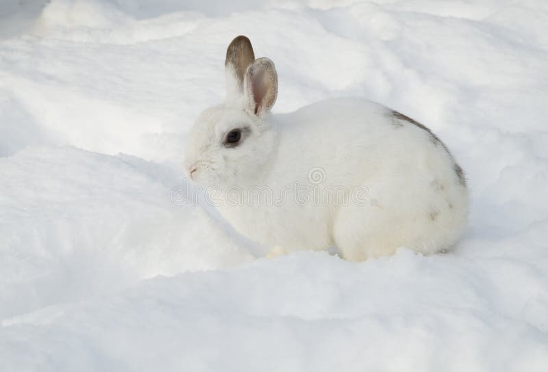 White rabbit in snow stock image. Image of winter, christmas - 32617383