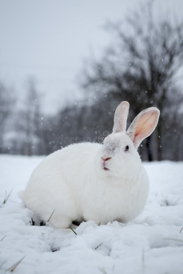 White rabbit in the snow stock image. Image of climate - 185032023