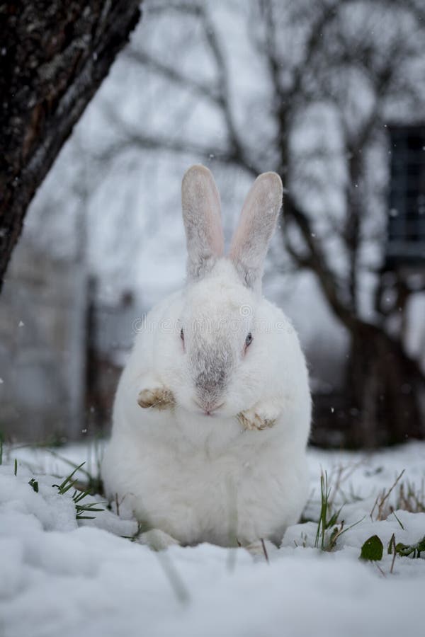 White rabbit in the snow stock photo. Image of ears - 185032080