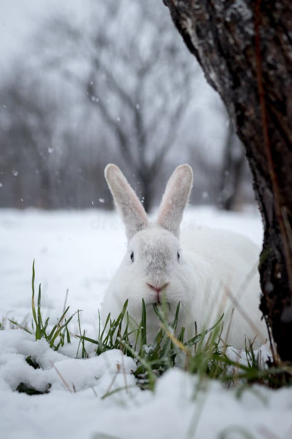 4,186 White Rabbit Snow Stock Photos - Free & Royalty-Free Stock Photos ...