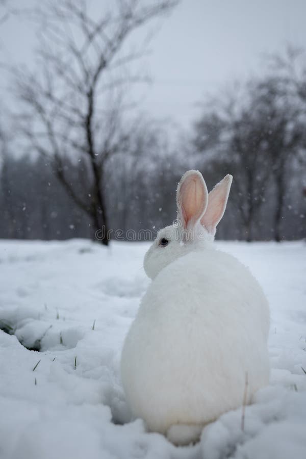 3,755 White Rabbit Snow Stock Photos - Free & Royalty-Free Stock Photos ...