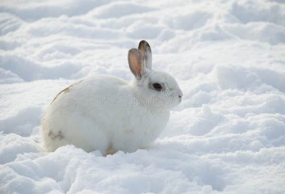 White Rabbit in Snow Profile Stock Image - Image of winter, snow: 17516387