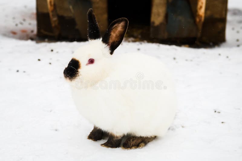 White rabbit in the snow stock image. Image of wintertime - 238422577