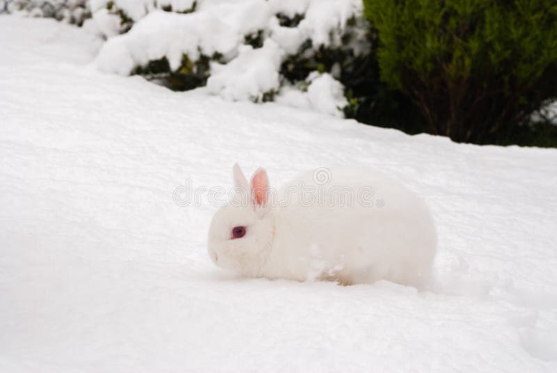 4,768 White Rabbit Snow Stock Photos - Free & Royalty-Free Stock Photos ...