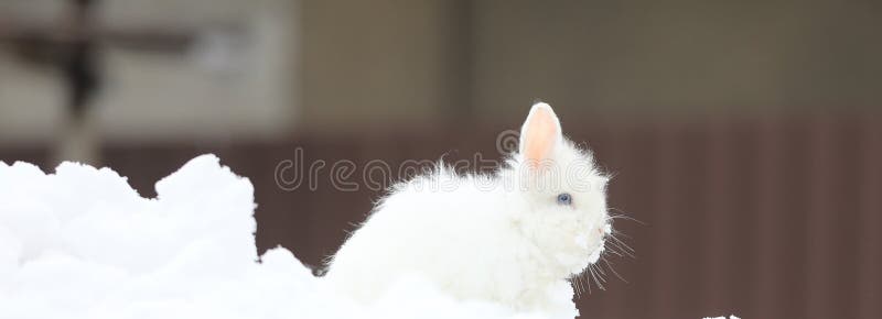 White rabbit in snow stock image. Image of fresh, cute - 333824787