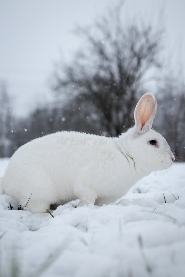 3,755 White Rabbit Snow Stock Photos - Free & Royalty-Free Stock Photos ...