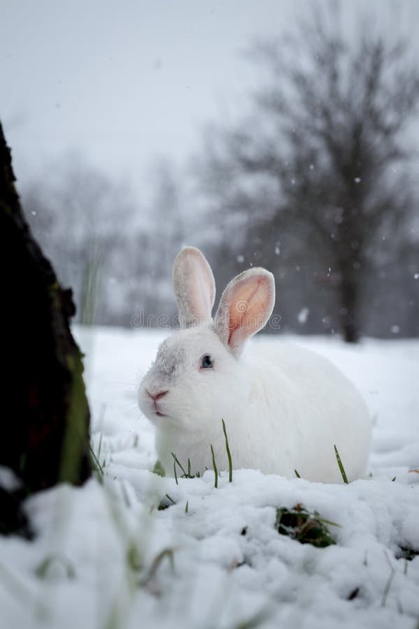 3,755 White Rabbit Snow Stock Photos - Free & Royalty-Free Stock Photos ...
