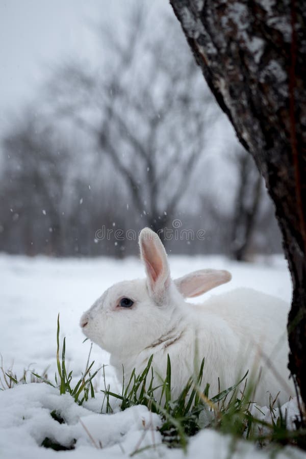 4,186 White Rabbit Snow Stock Photos - Free & Royalty-Free Stock Photos ...