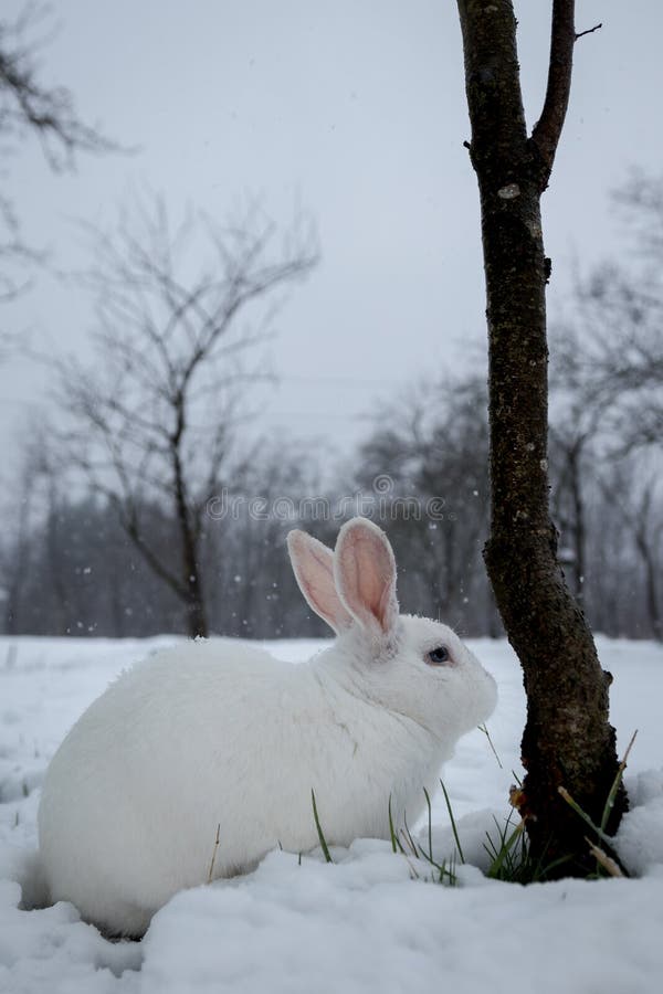 3,491 White Rabbit Snow Photos - Free & Royalty-Free Stock Photos from ...