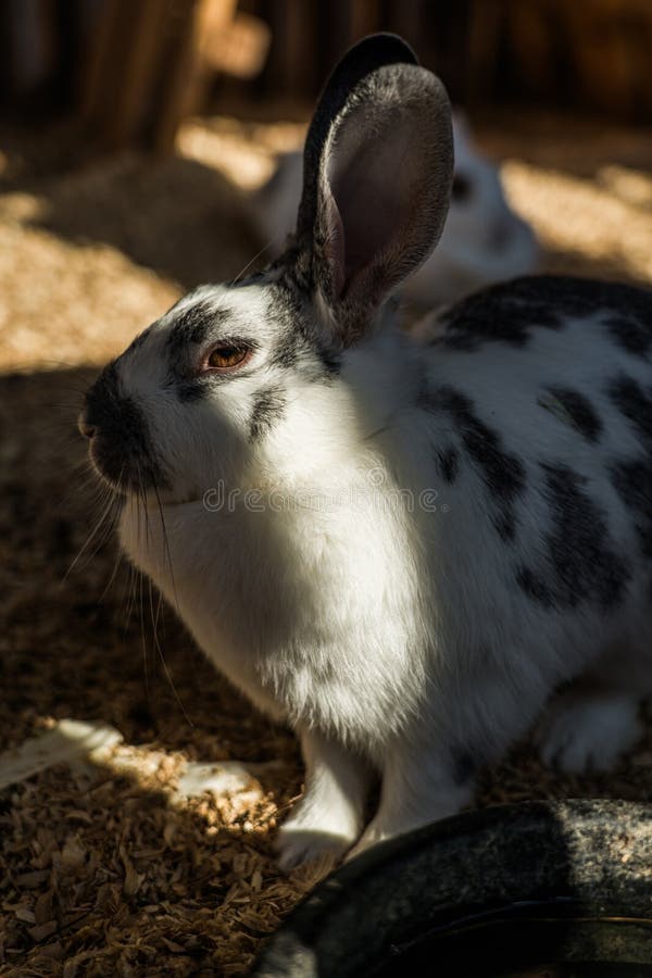 A White Rabbit with Spots in the Minsk Zoo Stock Photo - Image of ...