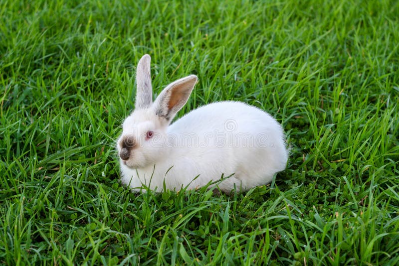 White Rabbit in Spring Green Grass Background Stock Photo - Image of ...